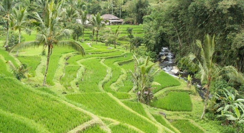 Jatiluwih: Trekking, Cycling and Cooking class in Jatiluwih - The Itinerary: How the Day Unfolds