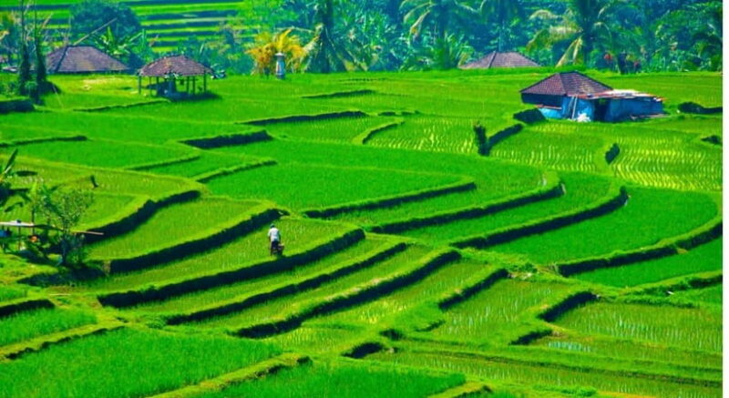 Jatiluwih: Trekking, Cycling and Cooking class in Jatiluwih - The Bottom Line