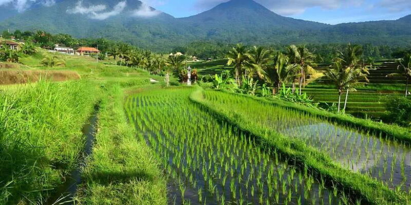 Jatiluwih VW Safari Bali Tour - FAQs