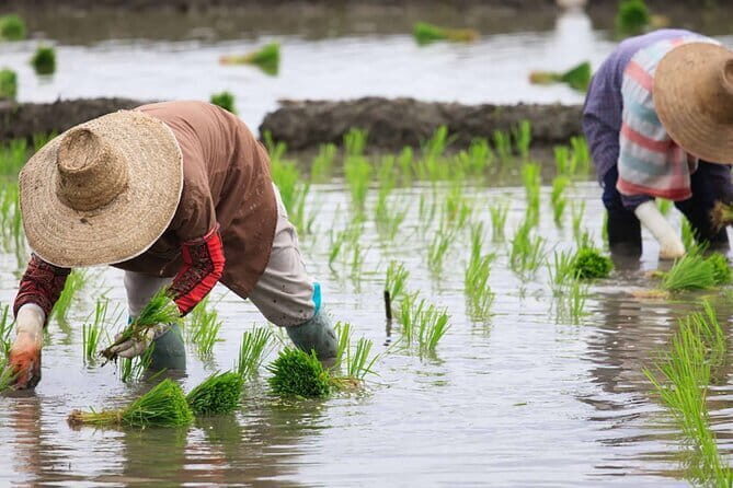 Jatiluwih's Rice Field Terraces: A Scenic Self-Guided Audio Tour - Who Will Benefit Most From This Tour?