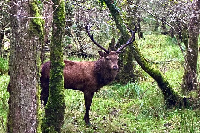 Jaunting Car Tour in Killarney National Park - Comfort and Convenience