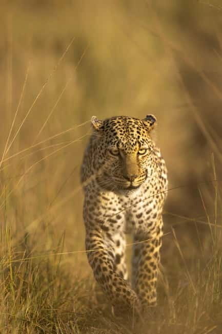 Jawai Leopard Safari 4x4 Gypsy Adventure with Guide - Key Points