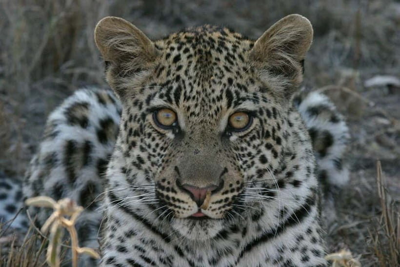 Jawai Leopard Safari 4x4 Gypsy Adventure with Guide - FAQ