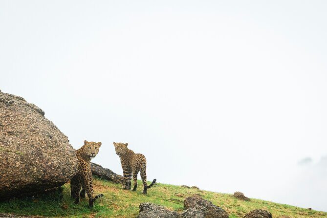 Jawai Leopard Wildlife Safari - An In-Depth Look at the Experience