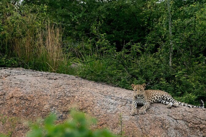 Jawai Leopard Wildlife Safari - FAQ