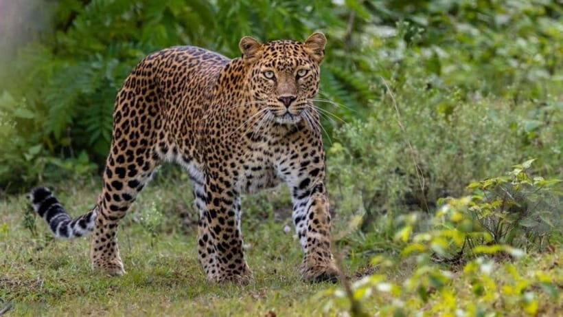 Jawai Leopard Wildlife Safari Private Tour In a 4x4 Jeep - Setting the Scene: What to Expect on the Safari