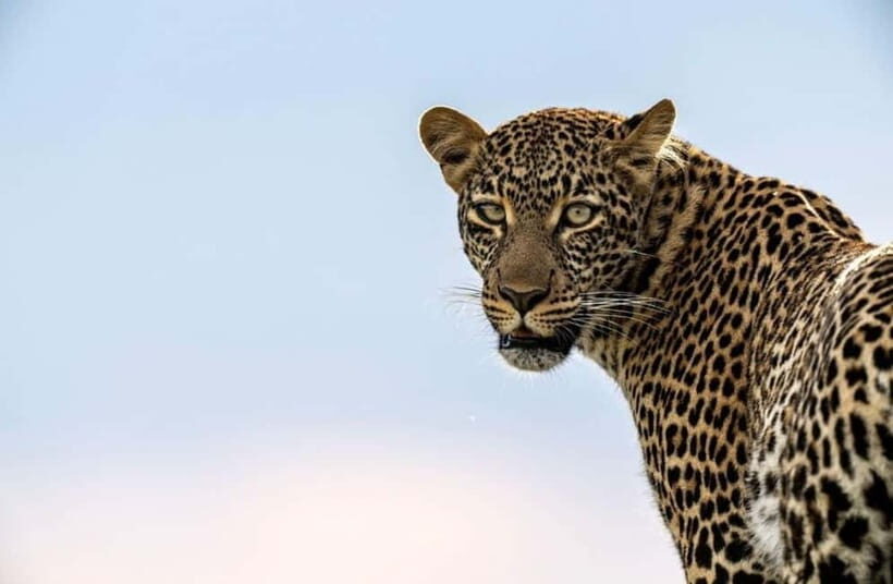 Jawai Leopard Wildlife Safari Private Tour In a 4x4 Jeep - How This Tour Delivers Value