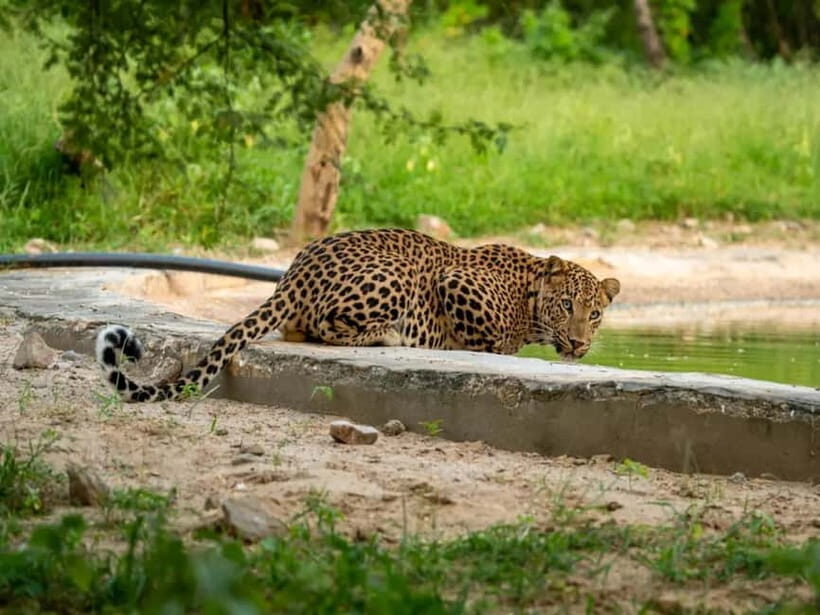 Jawai Leopard Wildlife Safari Private Tour In a 4x4 Jeep - Who Should Consider This Safari?