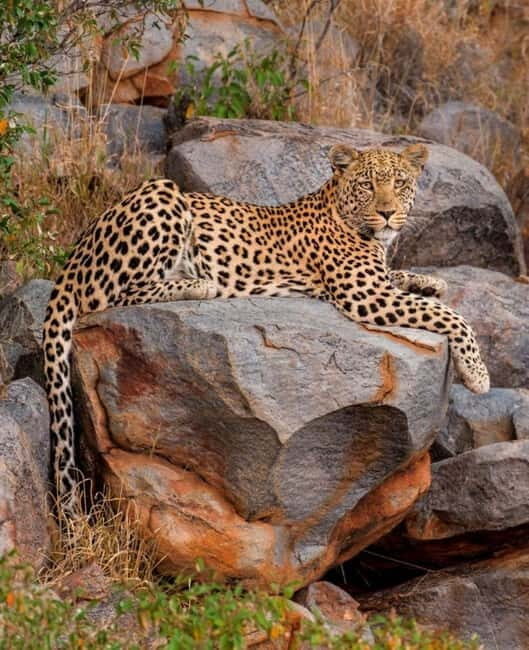 Jawai Leopard Wildlife Safari Private Tour In a 4x4 Jeep - Final Thoughts