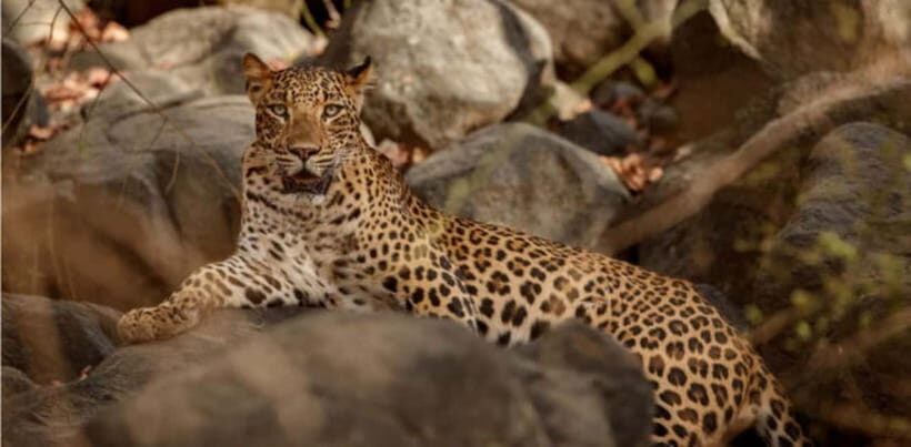 Jawai Leopard Wildlife Safari Private Tour In a 4x4 Jeep - FAQ
