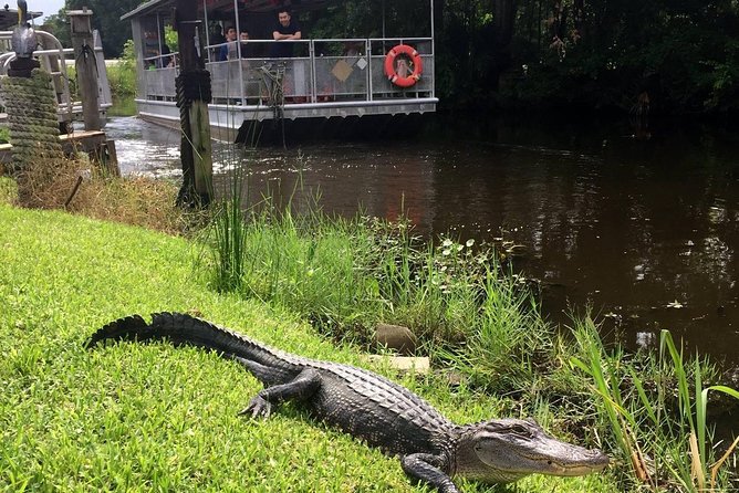 Jean Lafitte 90-Minute Swamp and Bayou Boat Tour - Guides and Commentary: Local Experts at Work
