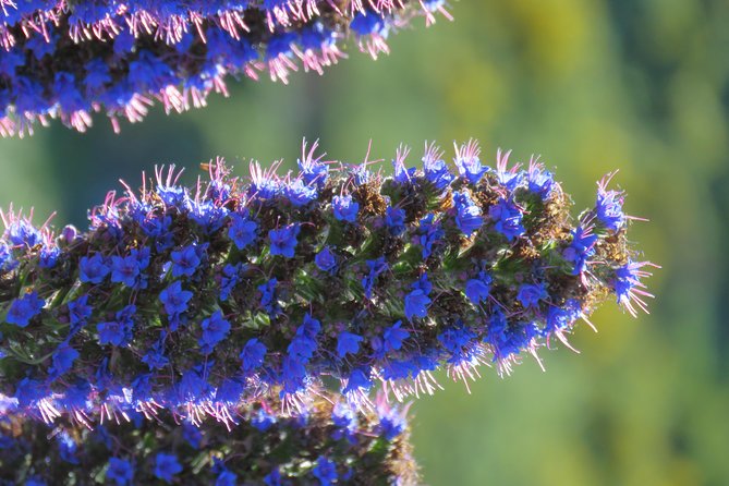 Jeep Adventure to Volcanic Pools & UNESCO Forest Treasures - Pickup Information and Meeting Point