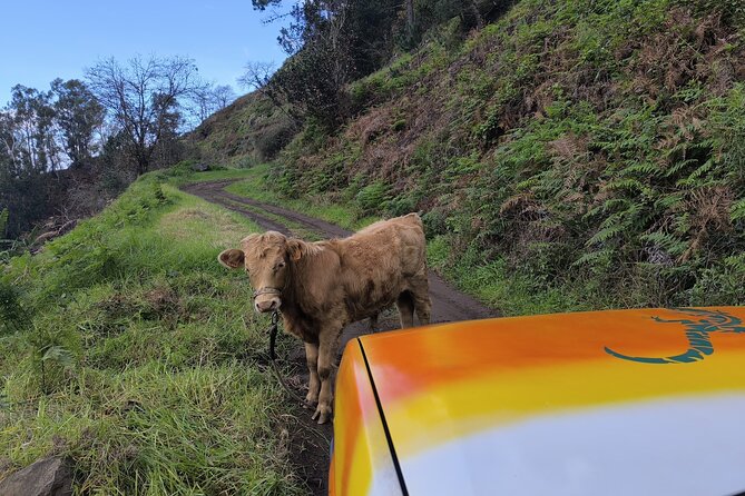 Jeep Adventure to Volcanic Pools & UNESCO Forest Treasures - Customer Feedback and Ratings