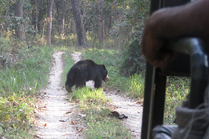 Jeep Safari (8-10 hrs., Private)inside Chitwan National Park. - The Sum Up