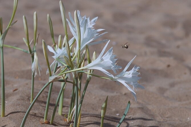 Jeep Safari Akamas From Paphos - Group Size and Accessibility
