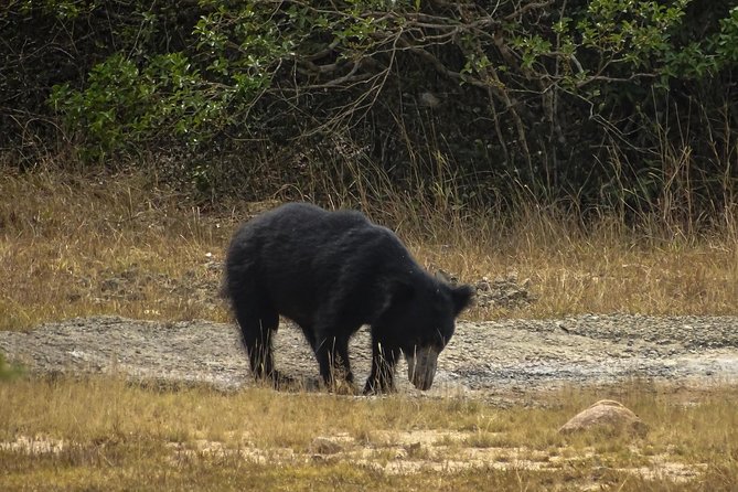 Jeep Safari at Kumana National Park - Key Points