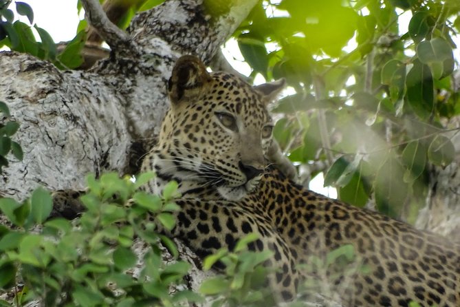 Jeep Safari at Kumana National Park - The Itinerary Breakdown