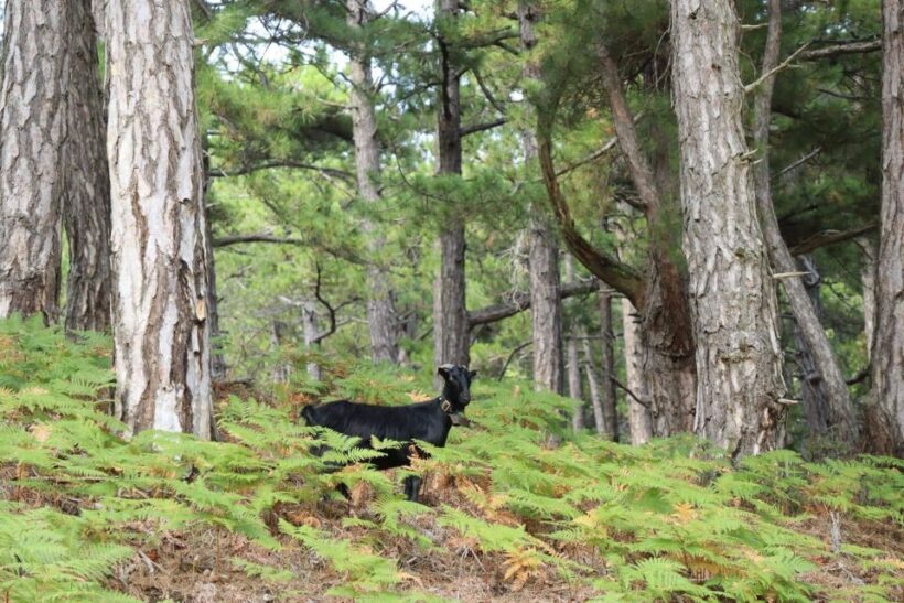 Jeep Safari in Thassos Mountain - An In-Depth Look at the Jeep Safari Experience