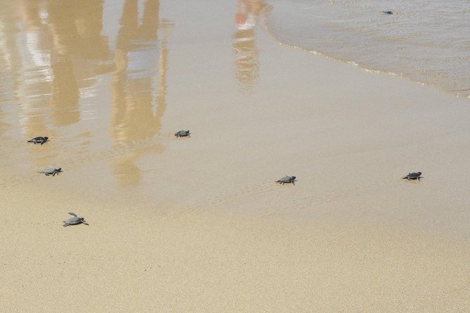 Jeep Safari to Akamas National Park: Avakas Gorge Tour From Paphos - Transportation and Accessibility