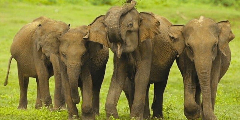 Jeep Safari to Udawalawa National Park from Colombo - Key Points