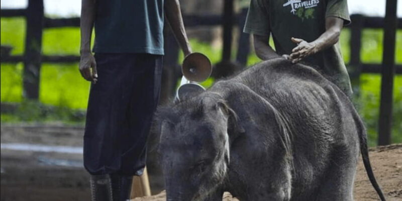 Jeep Safari to Udawalawa National Park from Colombo - The Itinerary Breakdown