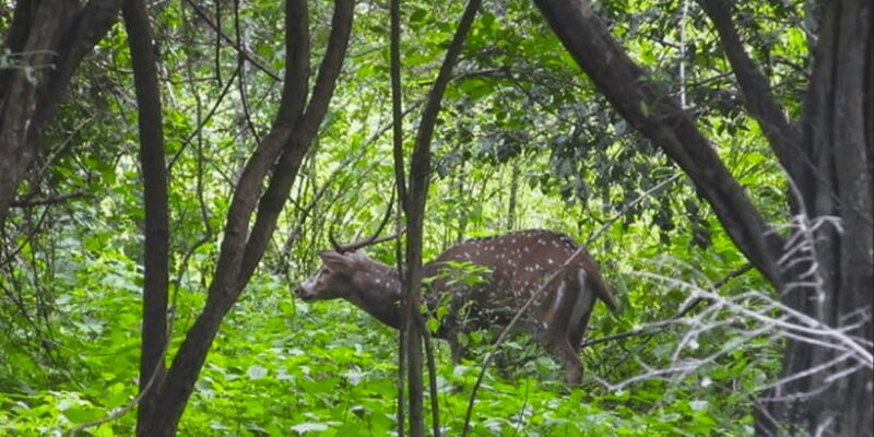 Jeep Safari to Udawalawa National Park from Colombo - The Practical Side: Timing, Transportation, and Comfort