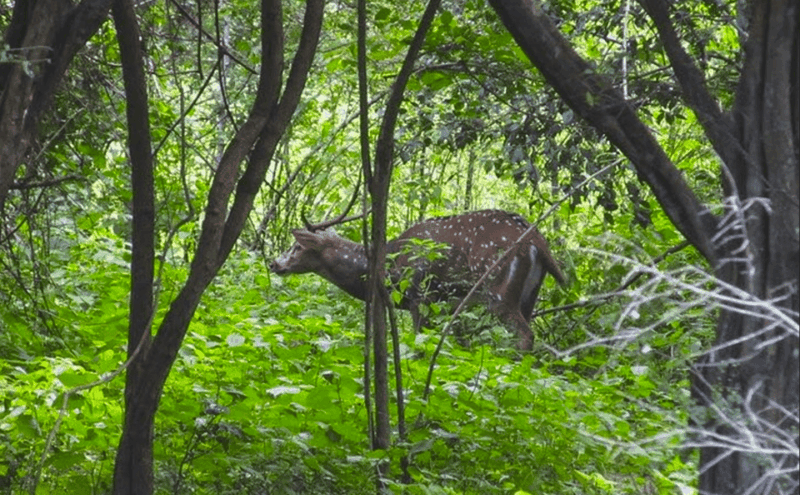 Jeep Safari to Udawalawa National Park from Colombo - FAQs