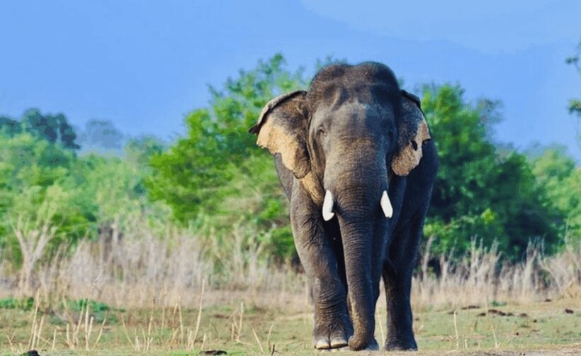Jeep Safario to Minneriya/Kaudulla/Hurulu Eco National Parks - An In-Depth Look at the Safari Experience