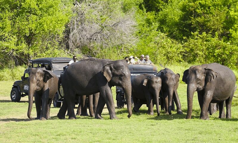 Jeep Safario to Minneriya/Kaudulla/Hurulu Eco National Parks - Final Thoughts