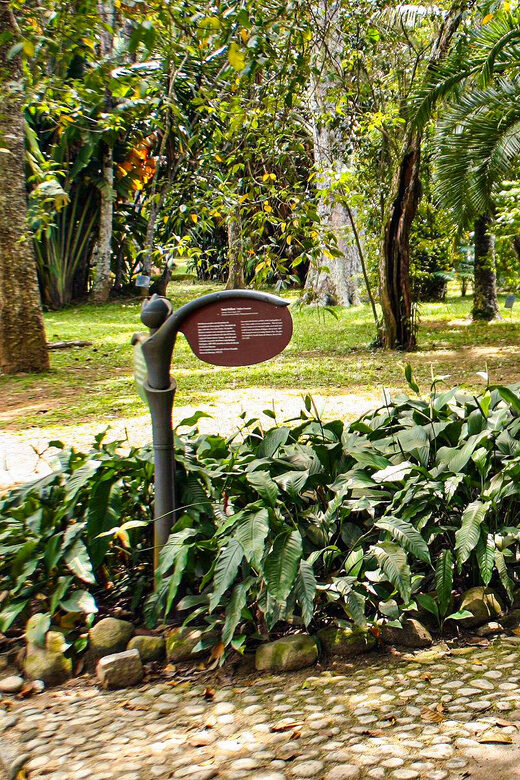 Jeep'n'Green: Rio Botanical Garden & Tijuca Rainforest Tour - An In-Depth Look at What to Expect