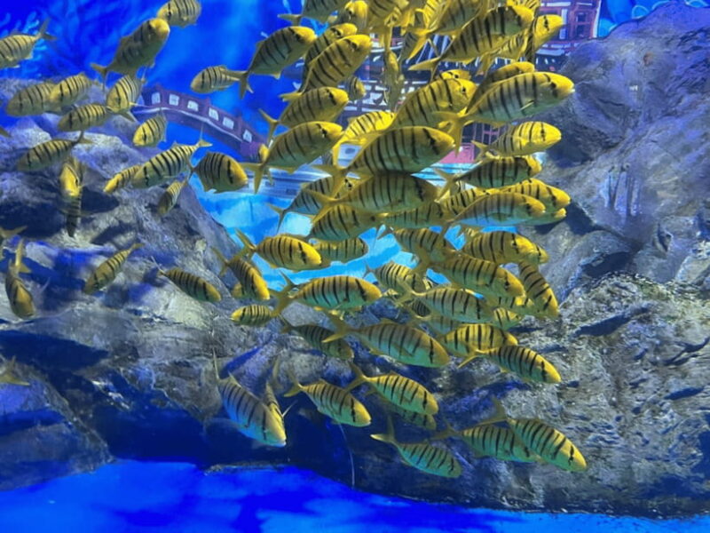 Jeju: Aqua Planet Entry Ticket - Who Will Love This Experience?
