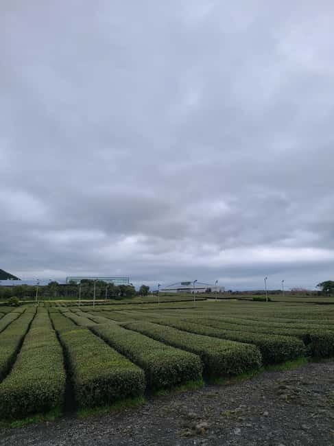 Jeju: Cherry Blossom South & West Day Tour with Hotel Pickup - Discovering Jeju: A Deep Dive into the Tour Experience