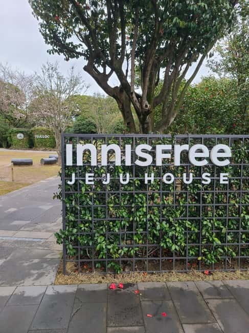 Jeju: Cherry Blossom South & West Day Tour with Hotel Pickup - FAQ