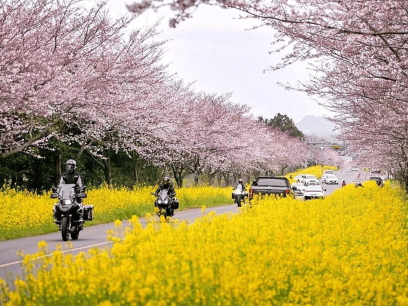 Jeju East: Cherry Blossom Early Bird Tour with Hotel Pickup - Authentic Feedback from Travelers