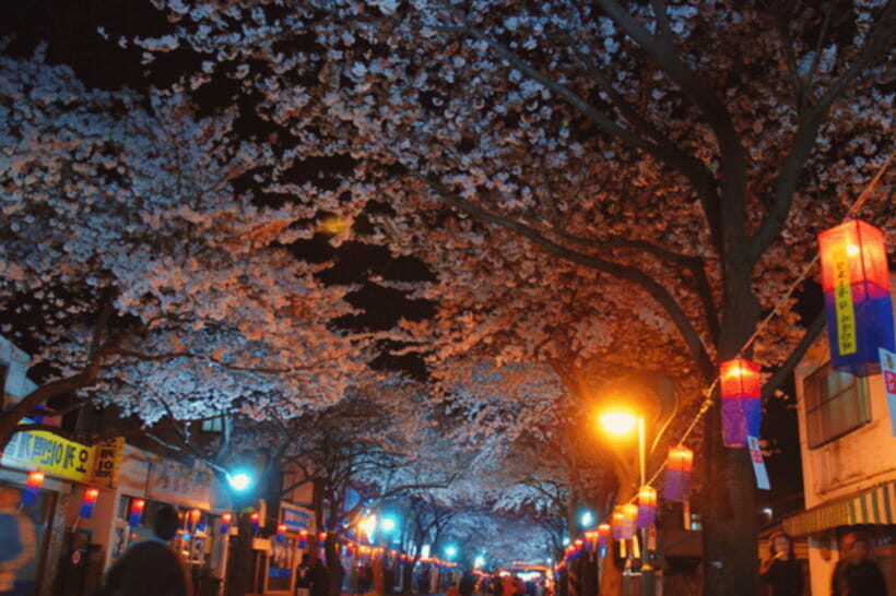 Jeju East: Cherry Blossom Early Bird Tour with Hotel Pickup - The Sum Up