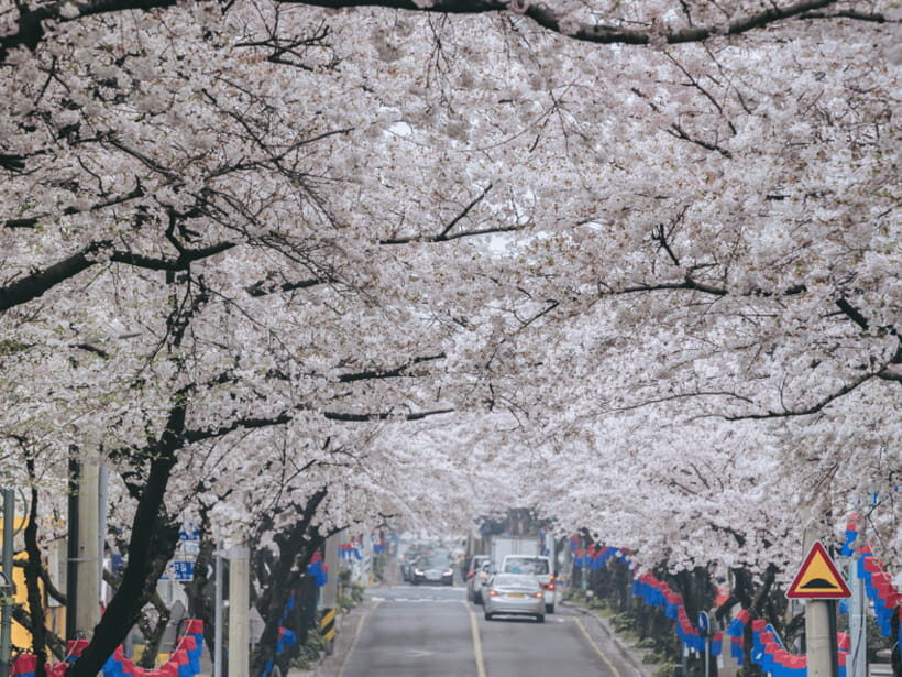 Jeju East: Cherry Blossom Early Bird Tour with Hotel Pickup - FAQ
