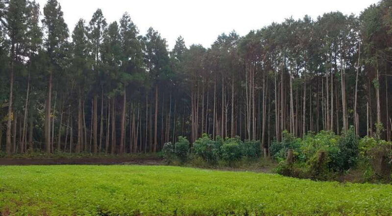 Jeju East: K-Drama Filming Spots Tour with Hotel Pickup - Key Points