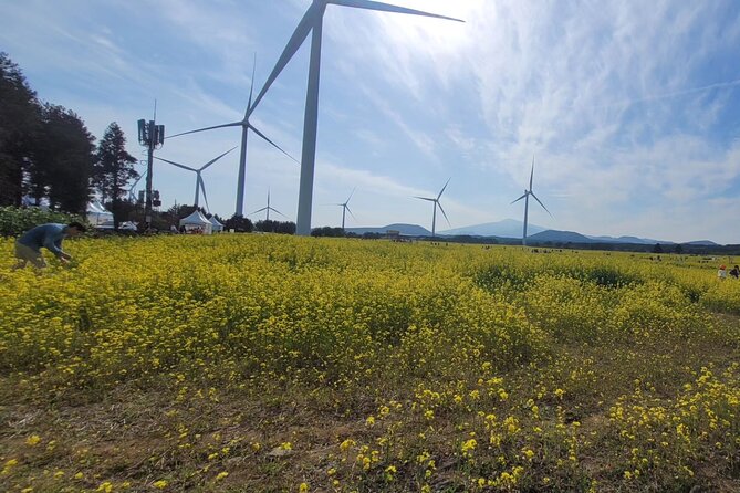 Jeju English Private Taxi Tour(1day, 2days, 3days & 1 to 8pax) - A Closer Look at the Tour Experience