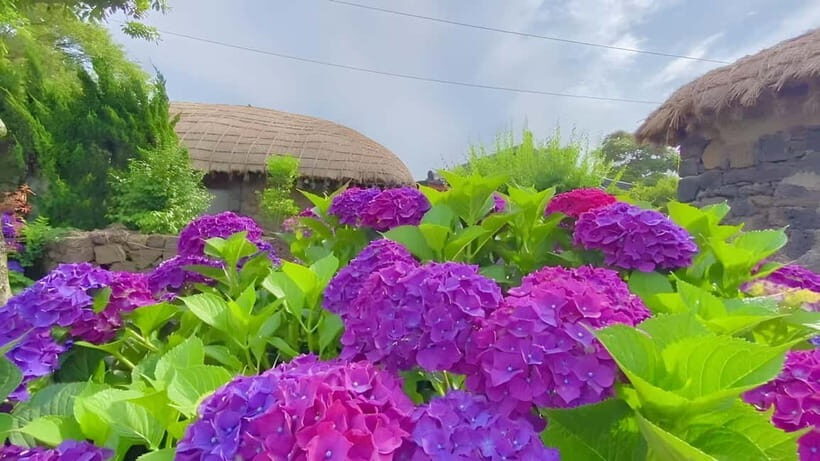 Jeju Hydragea Festival Tour : EAST Route - Key Points