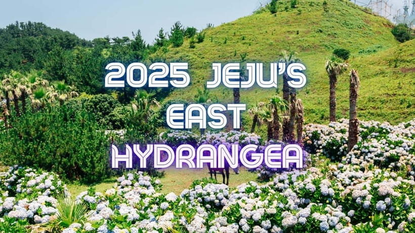 Jeju Hydragea Festival Tour : EAST Route - Lunch and Cultural Insights