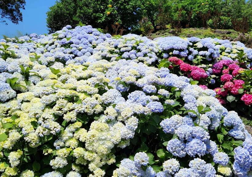 Jeju Hydragea Festival Tour : EAST Route - Botanical Gardens and Lava Tubes