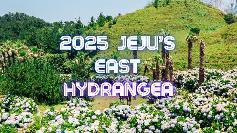 Jeju Hydragea Festival Tour : EAST Route - Final Highlight: Hueree Natural Park