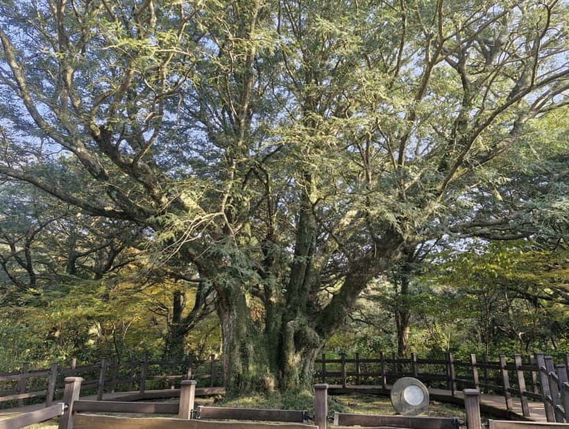 Jeju Island: Eastern Tour for Leisurely Walkers - An In-Depth Look at the Tour Experience