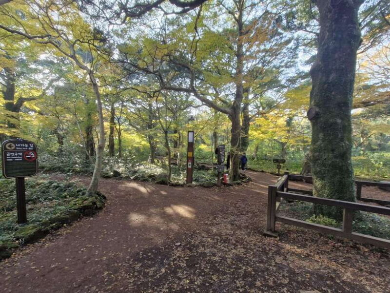 Jeju Island: Eastern Tour for Leisurely Walkers - Authentic Experiences and Honest Insights