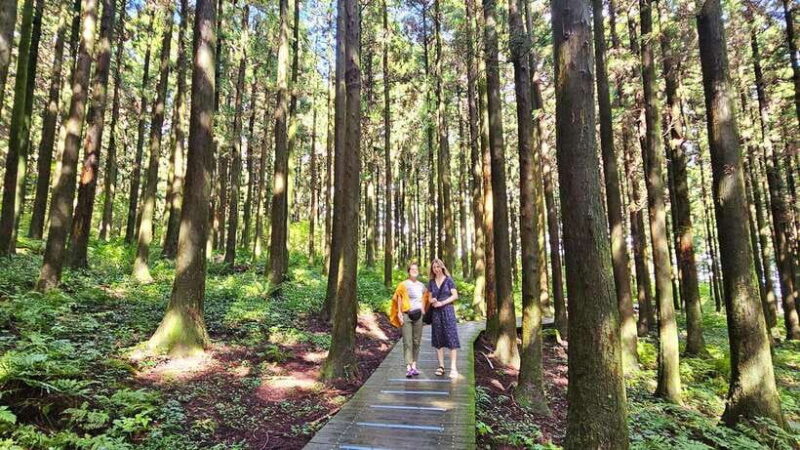 Jeju Island: Full-Day East Jeju Bus Tour with Entry Fees - Authentic Experiences and Cultural Insights