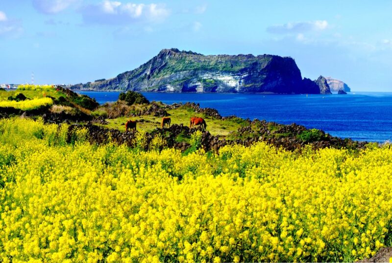 Jeju Premium Small Group UNESCO Day Tour - East - Exploring the Jeju Premium Small Group UNESCO Day Tour – East