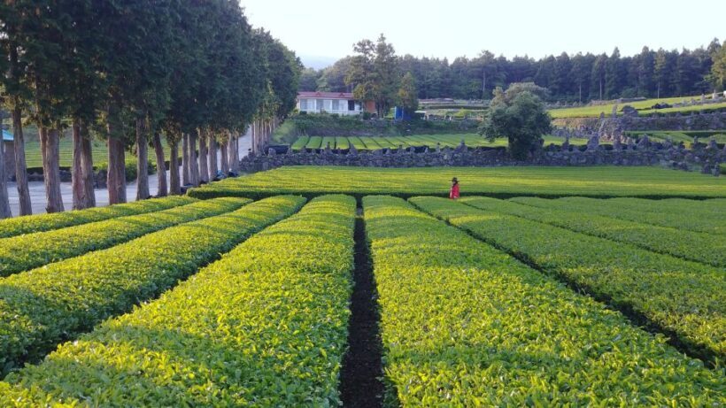 Jeju Premium Small Group UNESCO Day Tour - South - Key Points