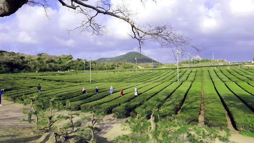 Jeju Premium Small Group UNESCO Day Tour - West - Frequently Asked Questions
