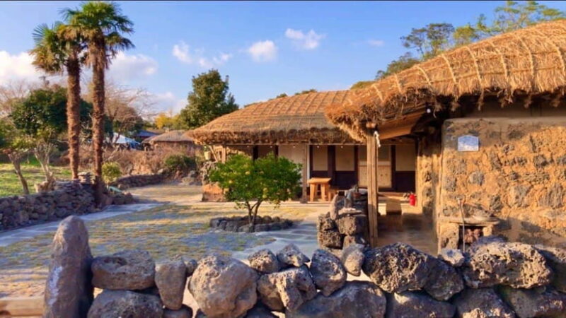 Jeju Spring: Cherry Blossom & Canola Flower Ilchullbong Tour - Key Points