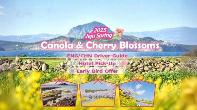 Jeju Spring: Cherry Blossom & Canola Flower Ilchullbong Tour - FAQs
